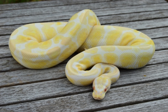 GHI Albino Ball Python by Cliffside Exotics