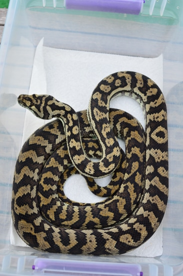 Pure Coastal Coastal Carpet Python by Cliffside Exotics