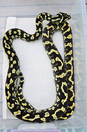 Pure Jungle Jungle Carpet Python by Cliffside Exotics