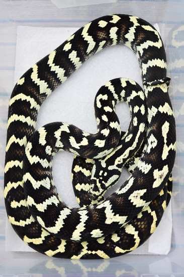 Pure WOW Line Jungle Jungle Carpet Python by Cliffside Exotics
