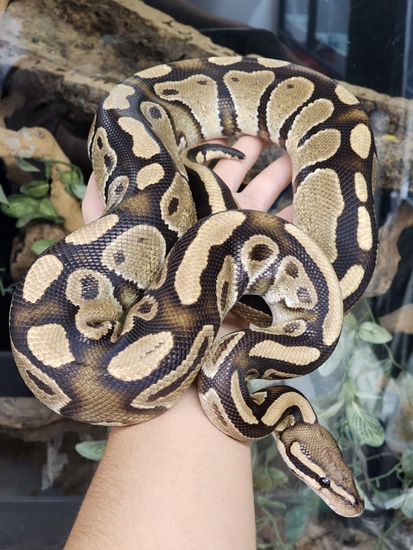 Harlequin Ball Python by Cliffside Exotics