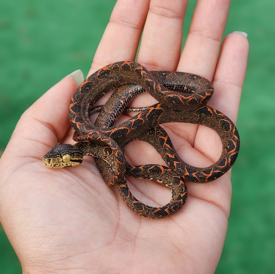 CBB Halloween Amazon Tree Boa by Cliffside Exotics