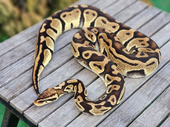 Breeder Pastel Ball Python by Cliffside Exotics