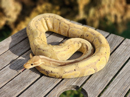 1000g Banana Mahogany Ball Python by Cliffside Exotics