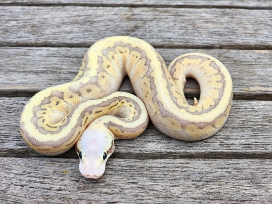 Super Emperor Ball Python by Cliffside Exotics