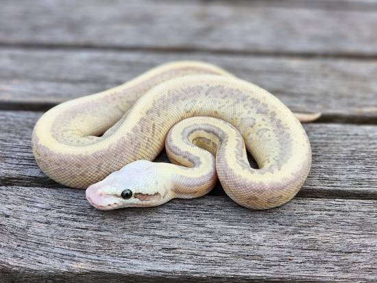 Sherbert Fly Leopard Lesser Ball Python by Cliffside Exotics
