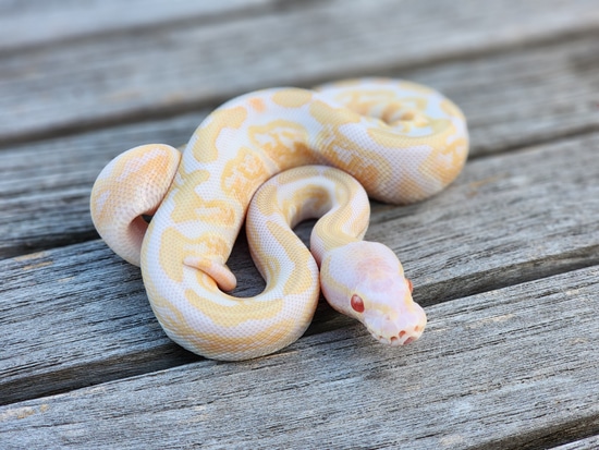 GHI Albino Ball Python by Cliffside Exotics