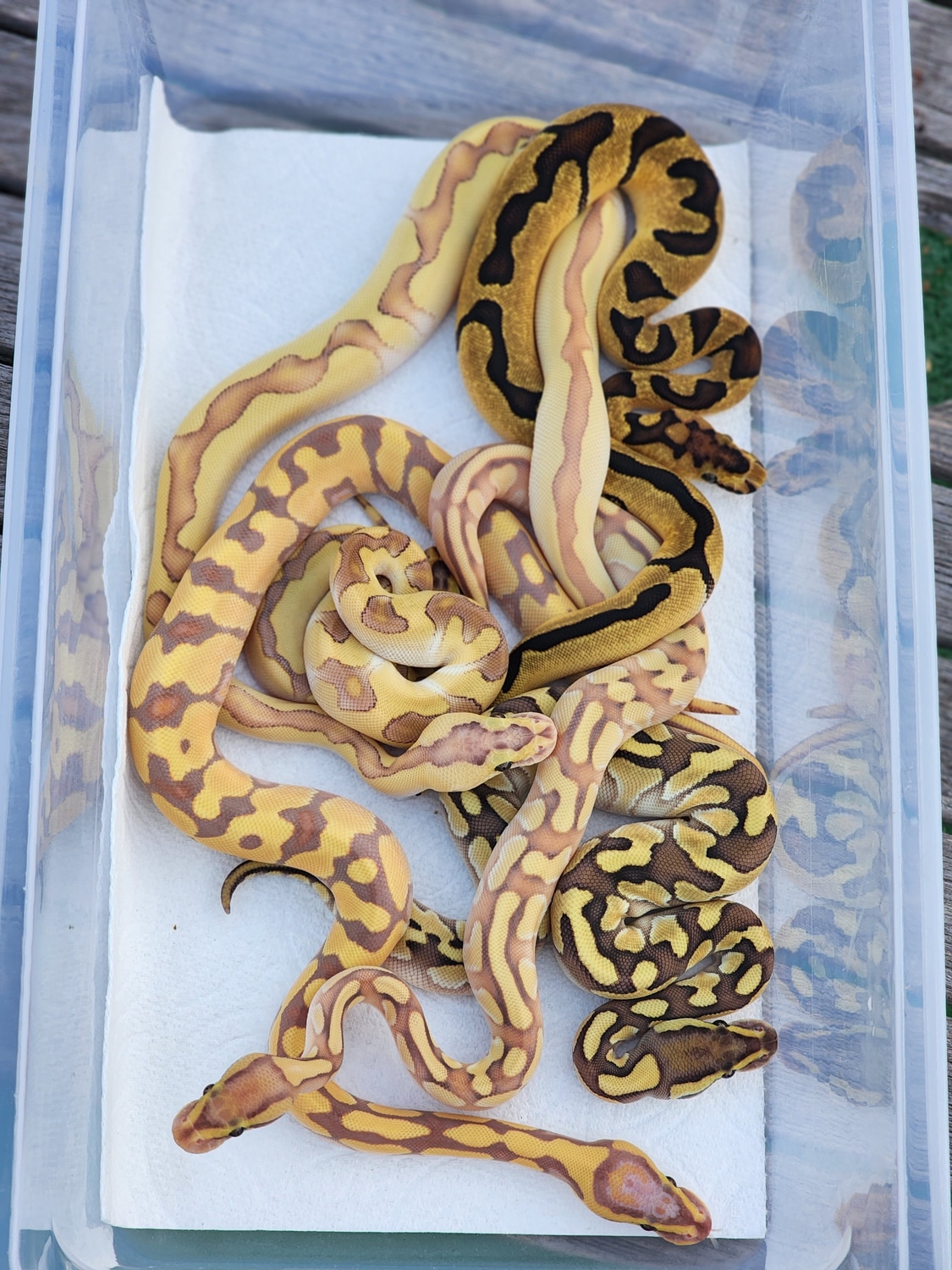 Ball Python Clutch: BP24-4 by Cliffside Exotics - MorphMarket