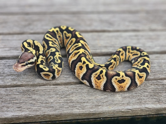 Pastel GHI Het Albino Ball Python by Cliffside Exotics