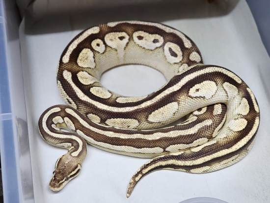 BIG Pastel Butter Ball Python by Cliffside Exotics