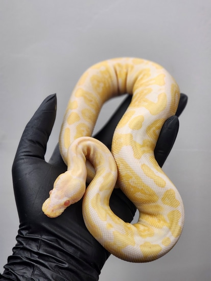 GHI Albino Ball Python by Cliffside Exotics