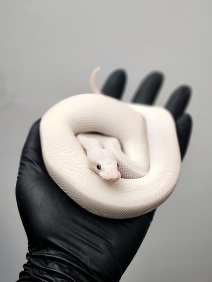 Mojave Butter BEL (Pinstripe)((Super) Pastel) Ball Python by Cliffside Exotics