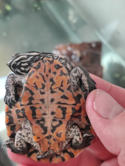 Cb Geoffrey's Sideneck Turtle Side-Necked Turtle by Cliffside Reptiles