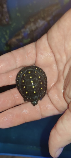 NA Spotted Turtle Hatchlings More Turtle by Cliffside Reptiles