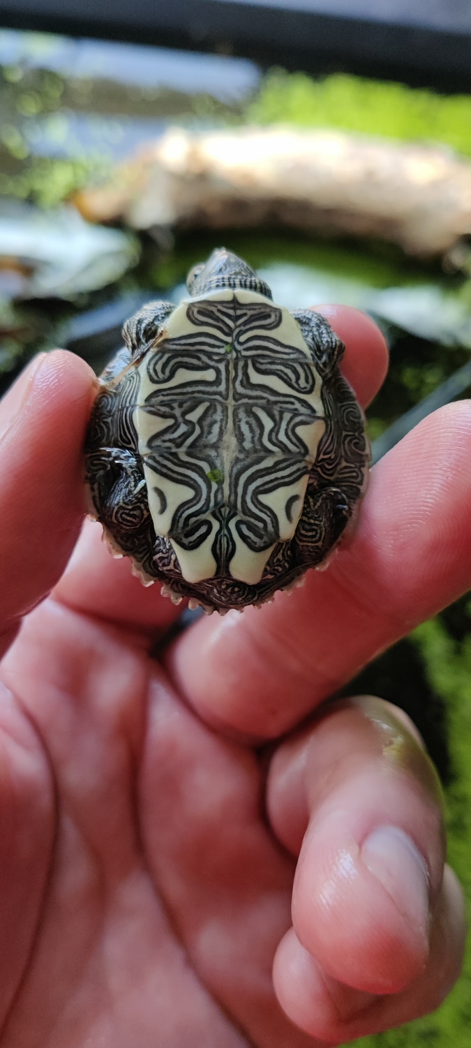 Mississippi Map Hatchlings Map Turtle by Cliffside Reptiles - MorphMarket