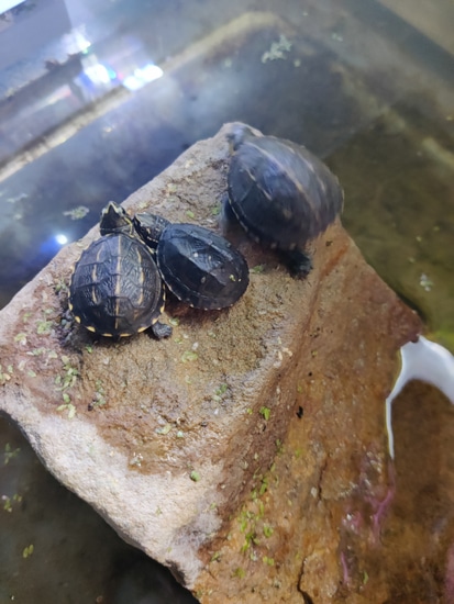 3 Stripe Mud Mud & Musk Turtles by Cliffside Reptiles