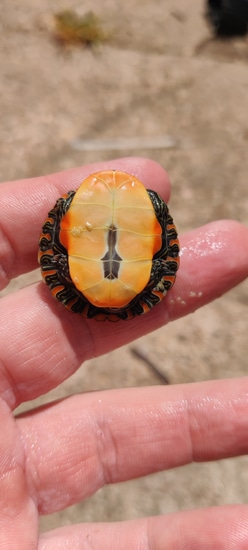 Southern Painted Hatchlings Painted Turtle by Cliffside Reptiles