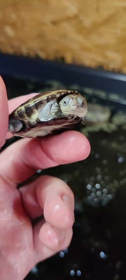 Upembae Mud Turtle Mud & Musk Turtles by Cliffside Reptiles