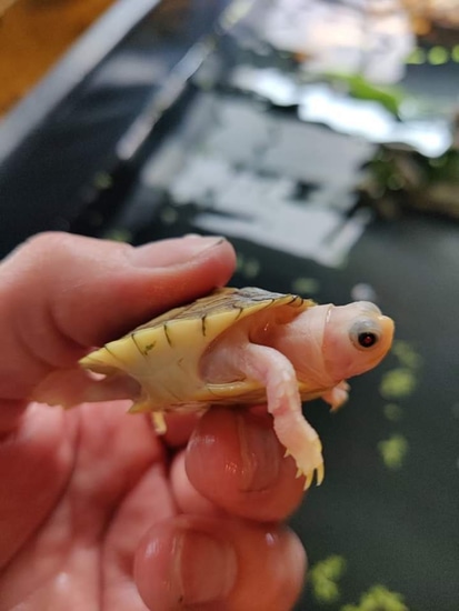 Early 23 Hybino RES Slider Turtle by Cliffside Reptiles