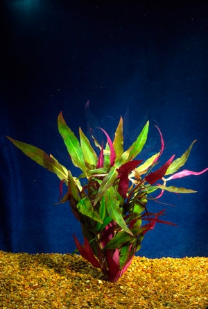 Telanthera Aquarium Plant by Cliffside Reptiles