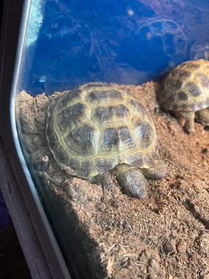 2023 Russian Hatchlings Russian Tortoise by Cliffside Reptiles