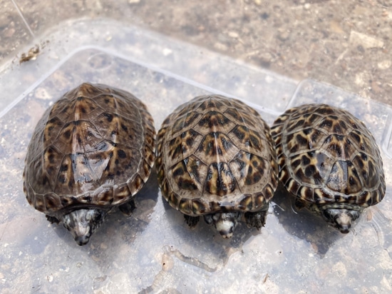 Giant Mexican Musk Turtle (Staurotypus Triporcatus) Mud & Musk Turtles ...