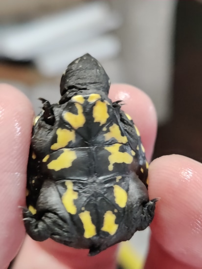 Eastern Mud Turtle Hatchlinsg Mud & Musk Turtles by Cliffside Reptiles