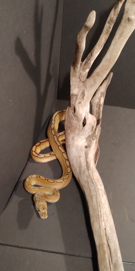 50% Selayar Dwarf, Platinum, Motley Het Albino.purple Phase, Het Albino ...