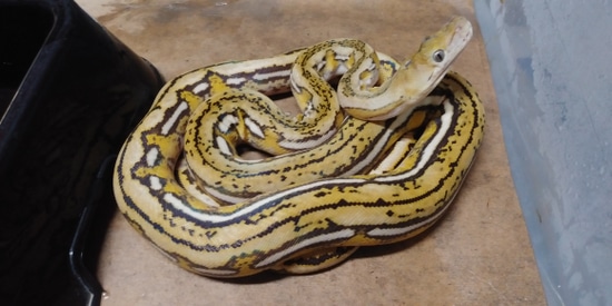 50% Selayar Dwarf, Male Platinum Tiger, Het Albino Purple Phase, Het ...