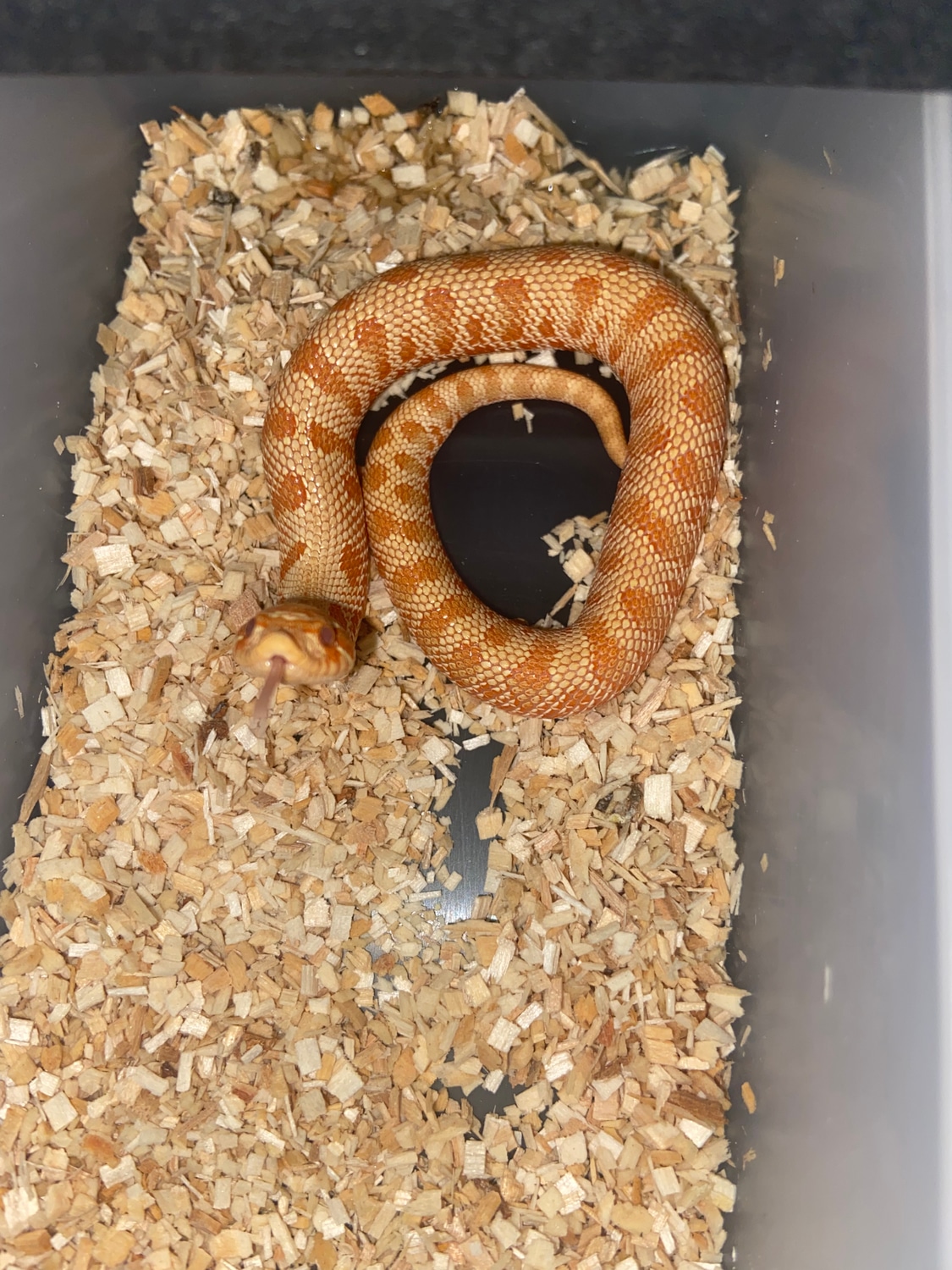 Albino Conda 100% Het Axanthic Western Hognose by Symbiotic Exotics ...