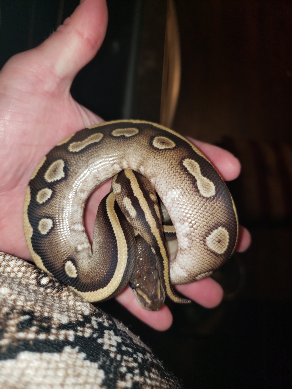 Black Head Mojave Ball Python by House of Hiss LLC - MorphMarket