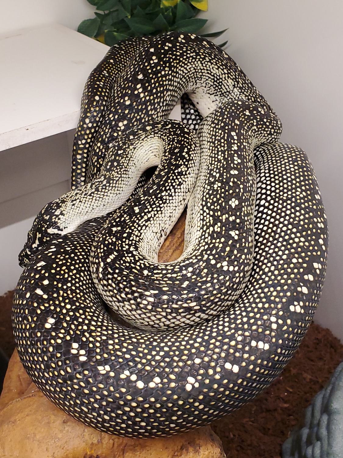 Reduced Pattern Diamond Carpet Python by Andersen's Exotics - MorphMarket
