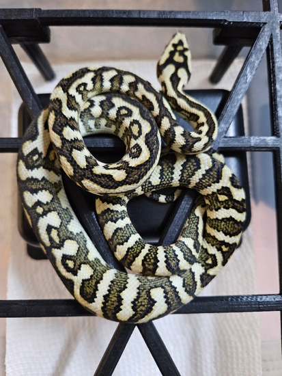 Gamma Diamond Jungle Jaguar Other Carpet Python by Andersen's Exotics