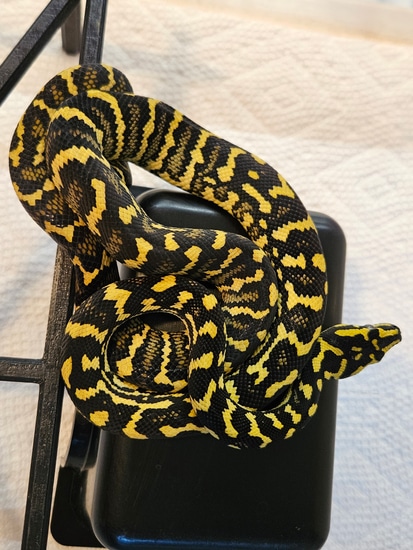 Neon/Gamma DJJ Sib Other Carpet Python by Andersen's Exotics