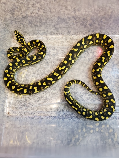 *Proven* Gamma Sib Female Other Carpet Python by Andersen's Exotics