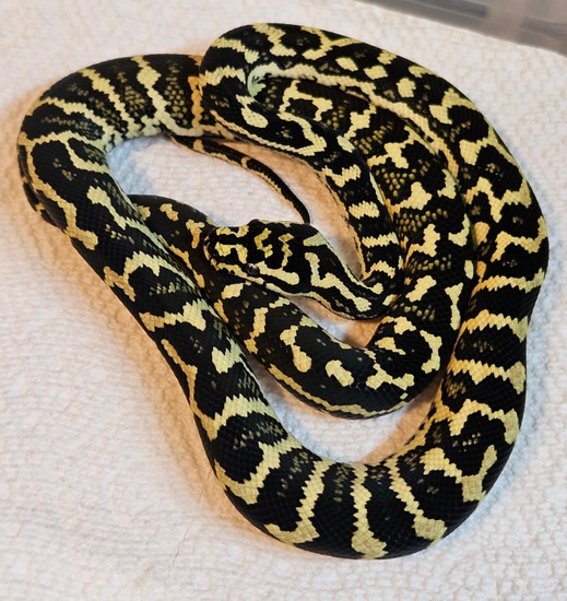 Jungle Carpet Jungle Carpet Python by Andersen's Exotics