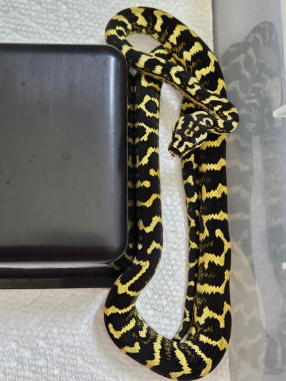Jungle Carpet Python by Andersen's Exotics