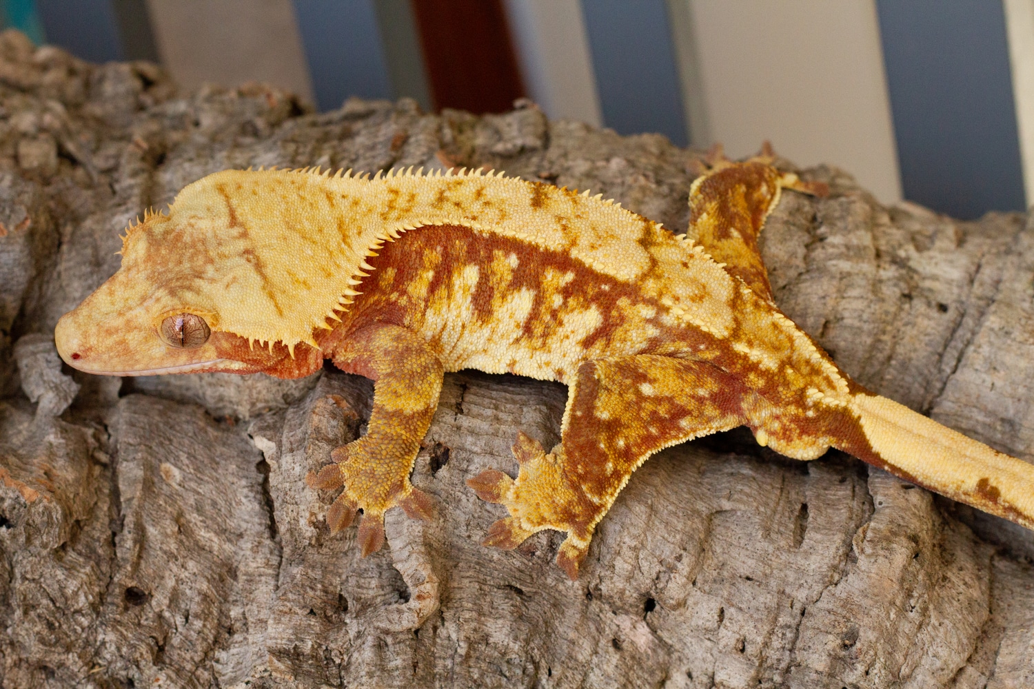 Red Tri Crested Gecko by Cloud Nine exotics - MorphMarket