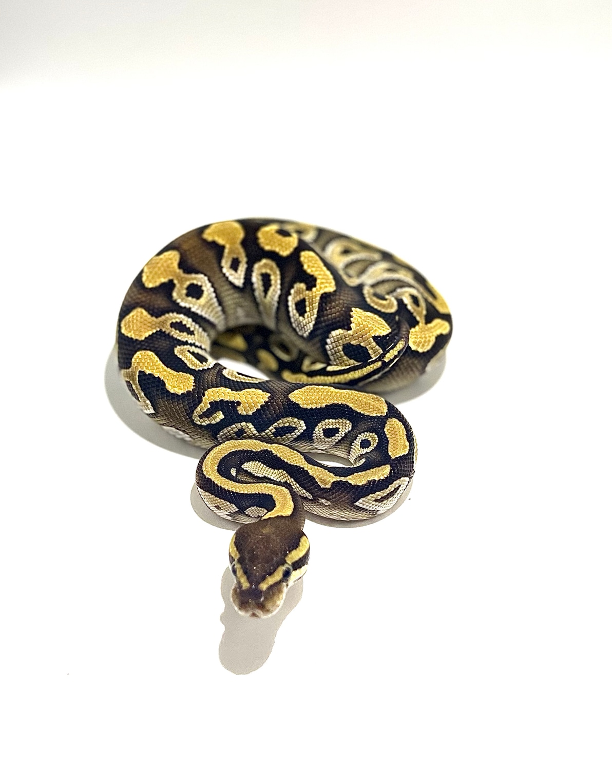 Mojave Het Clown Ball Python by Cloud 9 Morphs - MorphMarket