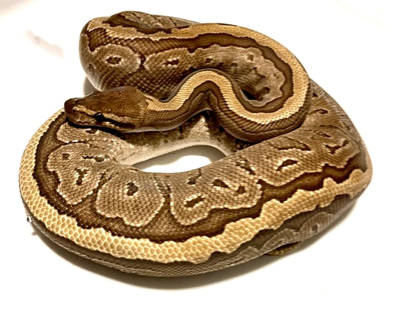 Jigsaw Ball Python by Dark Heart Reptiles