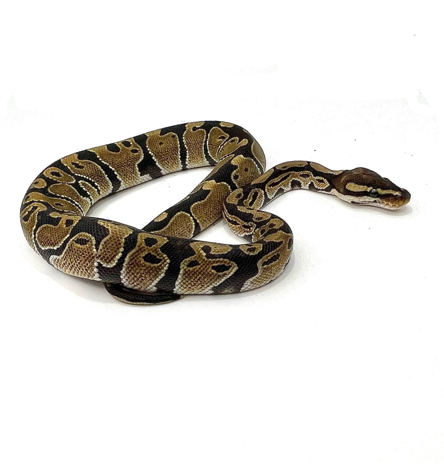 Het Desert Ghost POS Het Hypo Ball Python by Cloud 9 Morphs - MorphMarket