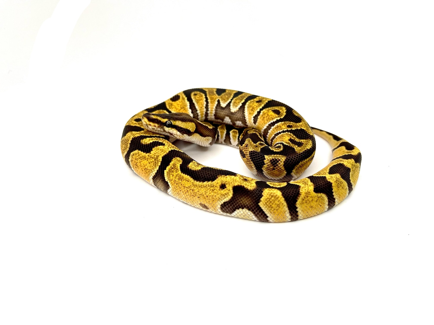Chocolate Enchi Het Desert Ghost POS Het Hypo Ball Python by Dark Heart ...