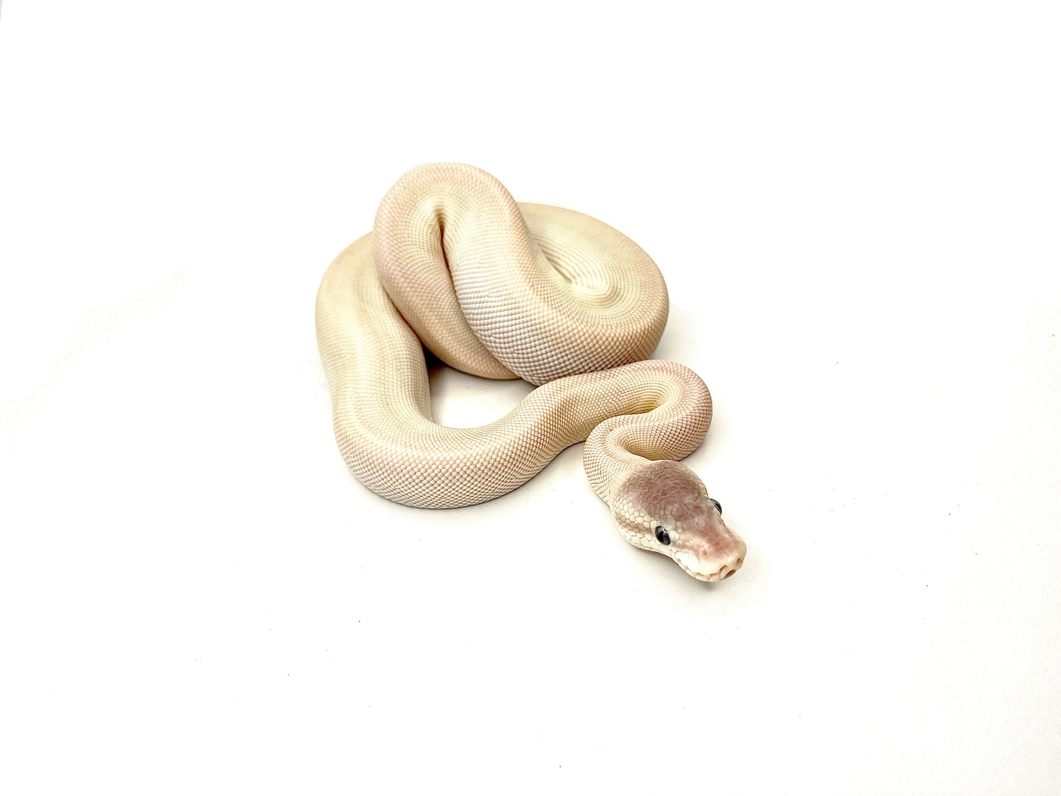 Super Mojave Het Clown Ball Python by Dark Heart Reptiles - MorphMarket