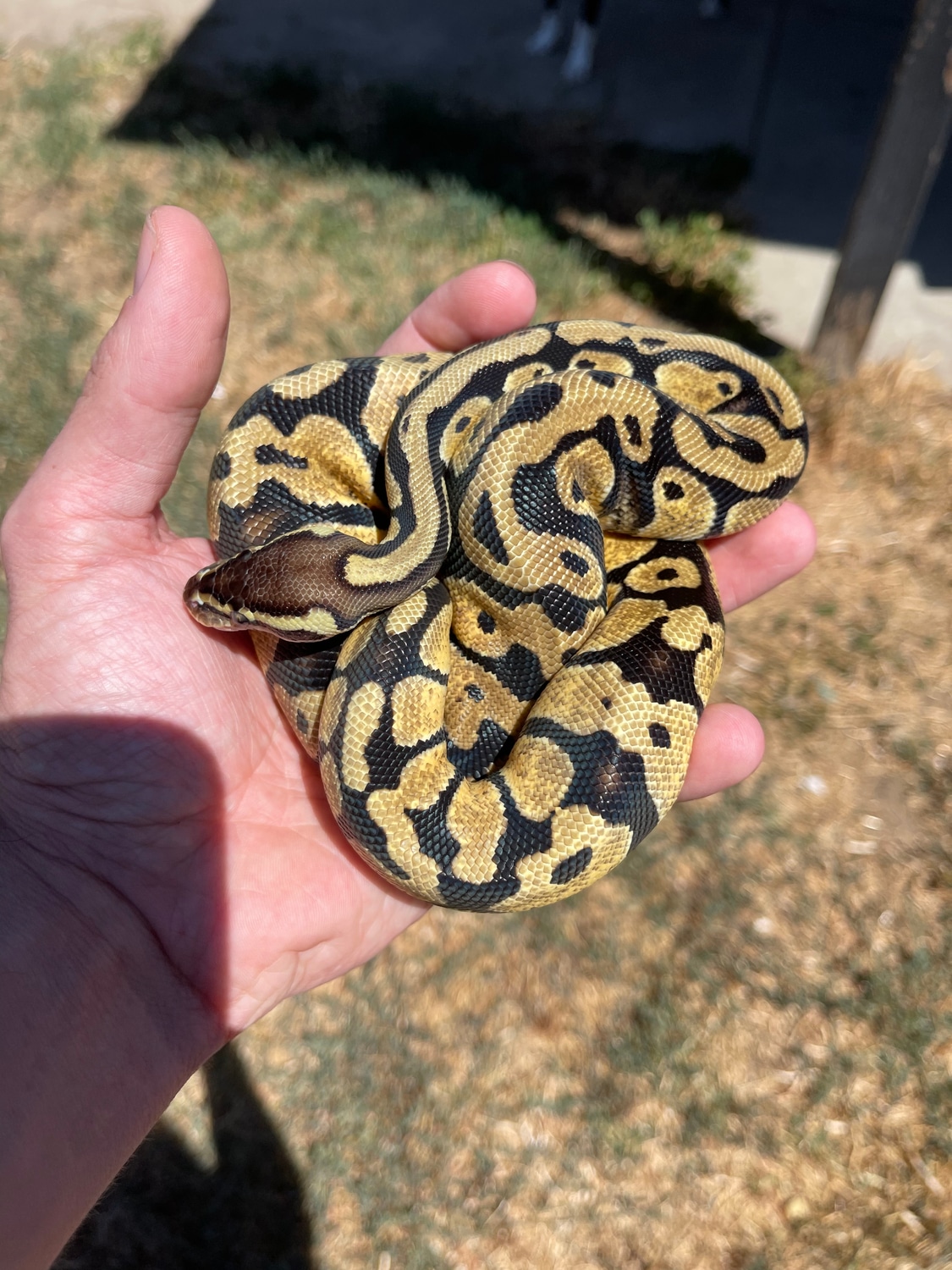 Pastel Het Desert Ghost POS Het Hypo Ball Python by Dark Heart Reptiles ...