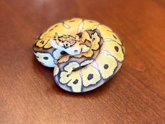 Pastel Vanilla Clown Ball Python by Dark Heart Reptiles