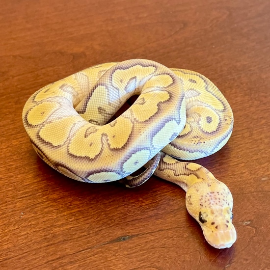 Pastel Vanilla Mojave Clown *no Reserve* Ball Python by Dark Heart Reptiles
