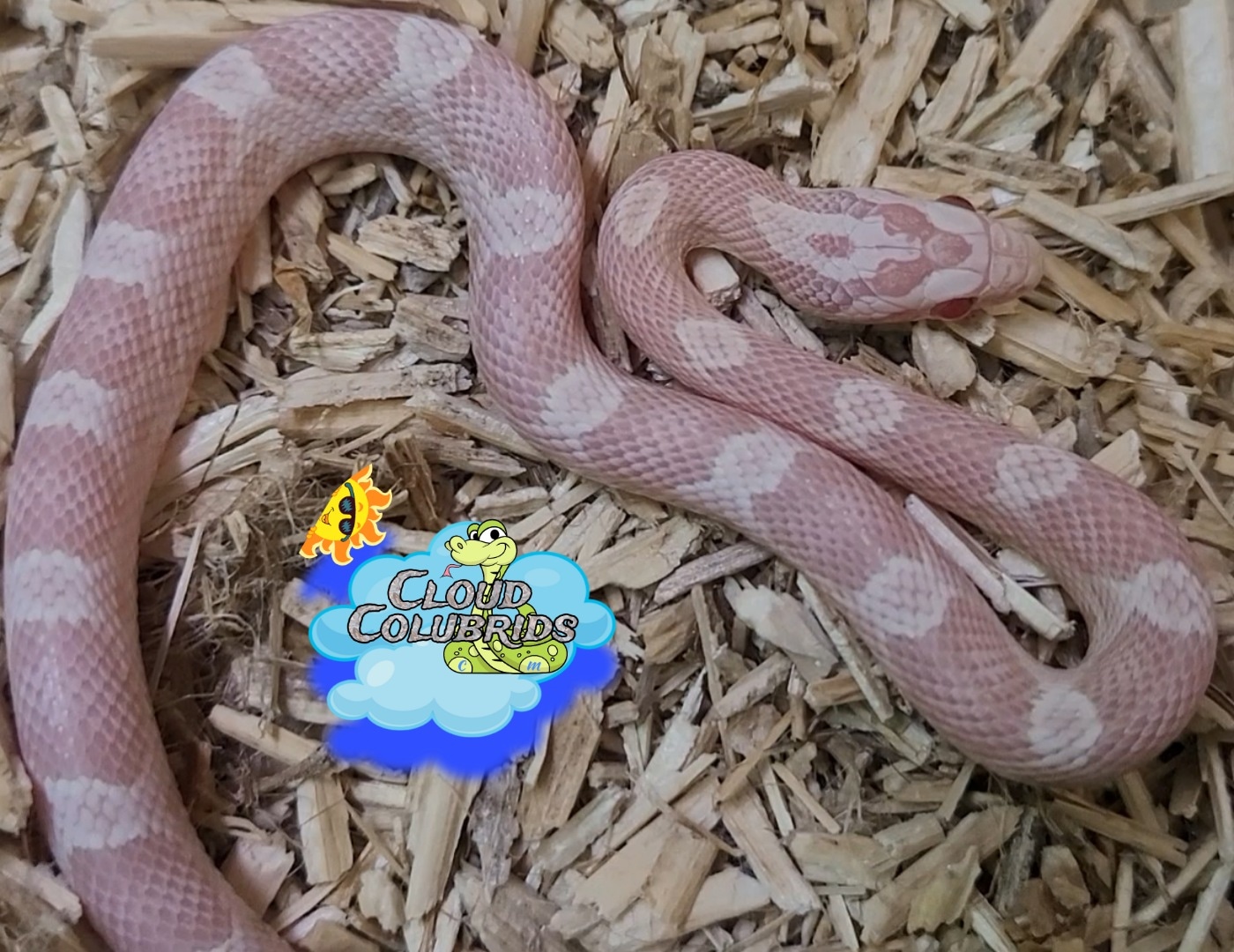 Coral Snow Male # 6 Corn Snake by Cloud Colubrids - MorphMarket