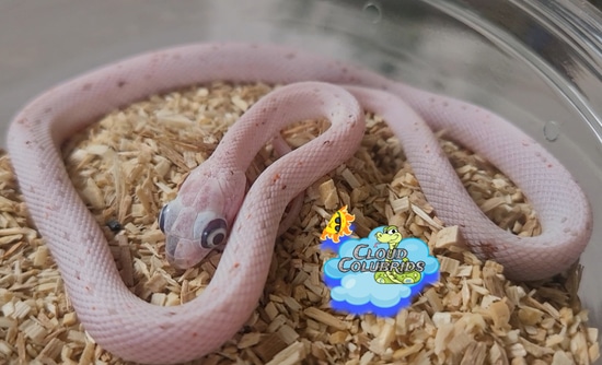 Bug Eyes Palmetto Corn Snake by Cloud Colubrids