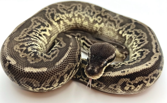 Black Pewter Leopard Poss YB Ball Python by Jenis Jungle