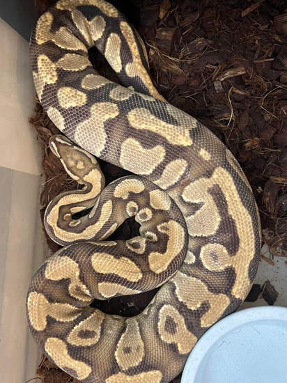 Fire Yb Dbl Het Tsk Clown Ball Python by Jenis Jungle